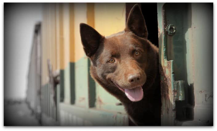 Movie Review – Red Dog – Fernby Films